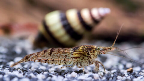 Neocaridina davidi Wild (Coloración Salvaje) 1-3cm | pangeaaquarium