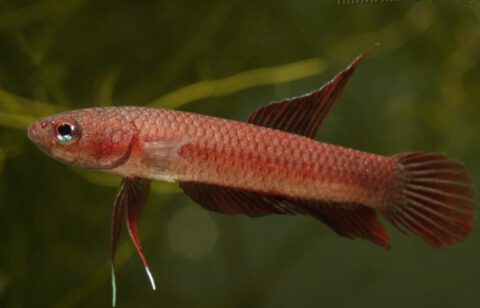 Betta Rutilans PAREJA | pangeaaquarium